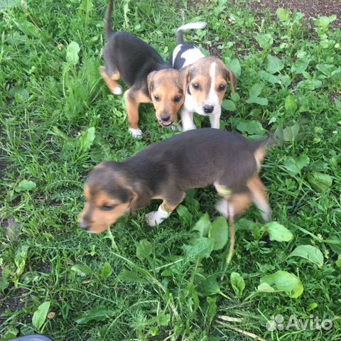 Продажа русская гончая