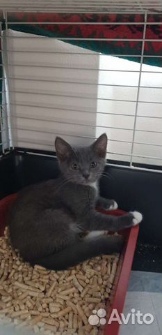 Шипучка в добрые ладошки