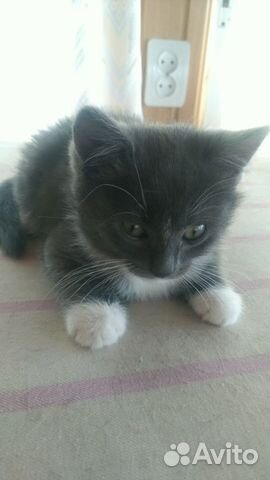 Котятки в дар