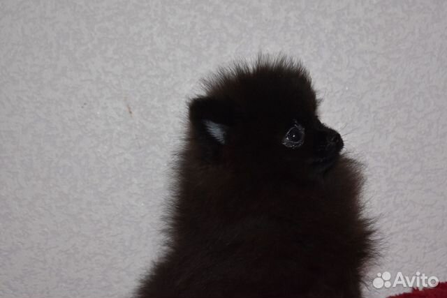 Шпиц - нарядный окрас