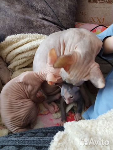 Донской сфинкс котята