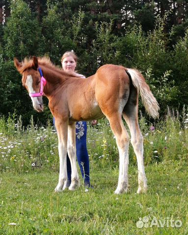 Лошадь, жеребенок