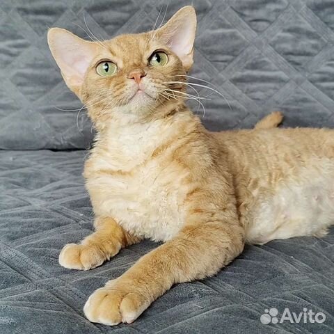 Неповторимая Люся