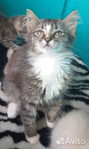 Котики бесплатно в добрые руки