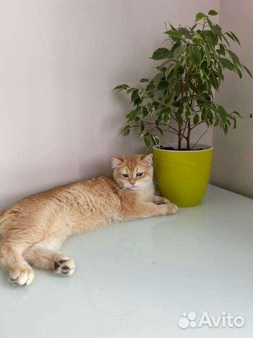 Котик 6 мес шоколадное золото