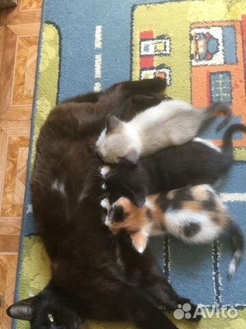 Котята отдам в добрые руки бесплатно