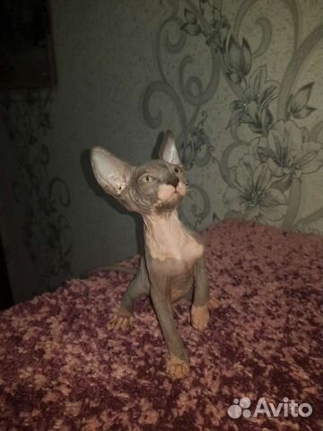 Канадский сфинкс котенок
