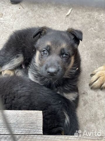 Щенки немецкой овчарки