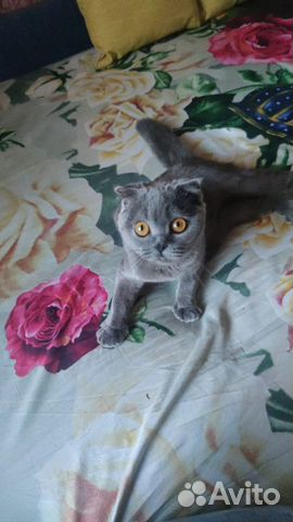Ищем золотую шиншилу кота доя нашей кошечки
