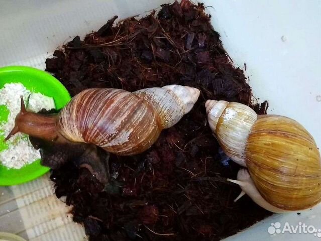 Улитки Ахатины