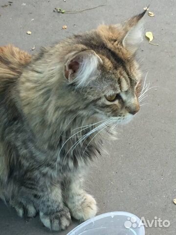 Курильский бобтейл