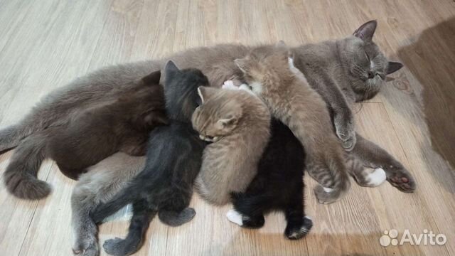 Британские котята