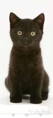 Котята 2, 5 месяца