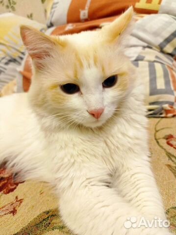 Котики бесплатно