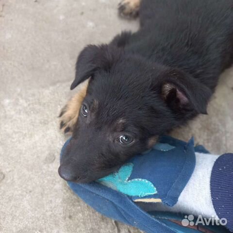 Собака в добрые руки щенок