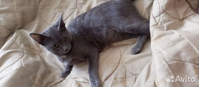 Кошечка в добрые руки