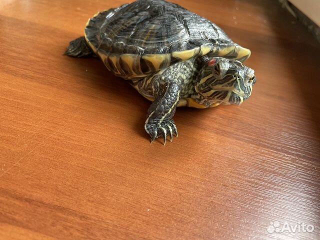Красноухая черепаха с аквариумом