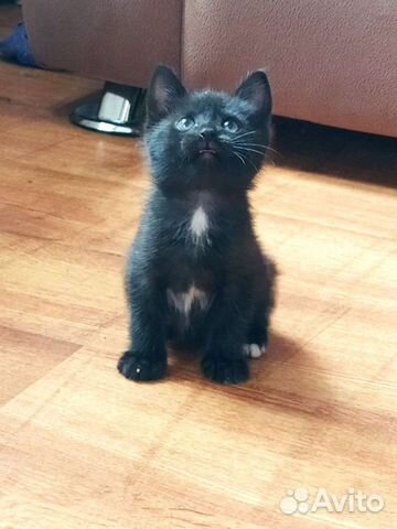 Черненький котёнок с белым галстуком