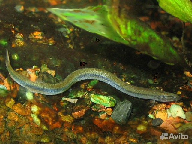 Аквариумные рыбки Акантофтальмус