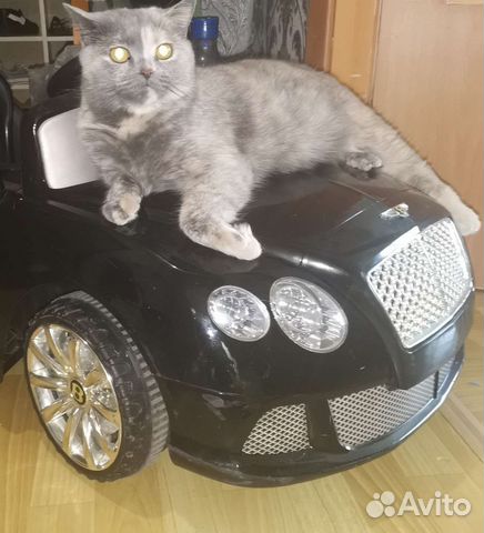 Ищем вислоухого котика для вязки