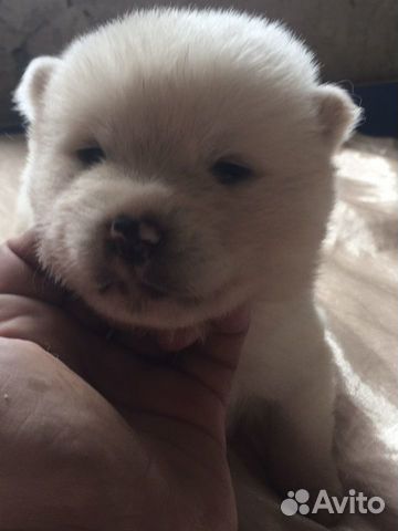 Щенок Акиты ину (девочка)