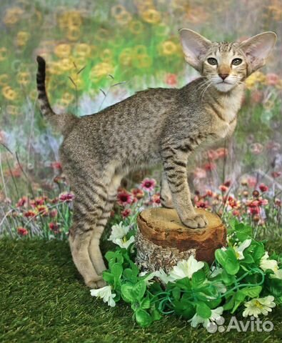 Ориентальный котенок