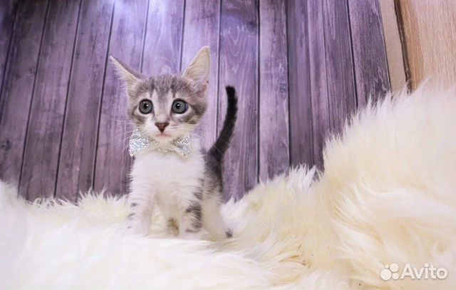 Фиалка ищет дом, котенок девочка