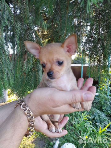 Мини той-терьер