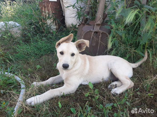 Щенок в добрые руки(бесплатно)