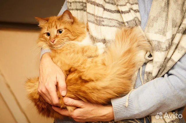 Сладкая апельсинка оч ласковая кошка 2года