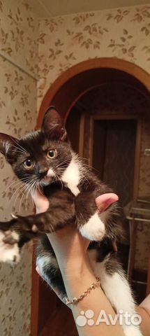 Черно-белая красавица кошечка