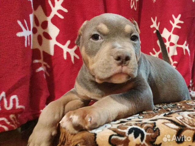 Американский булли, стандарт/классик