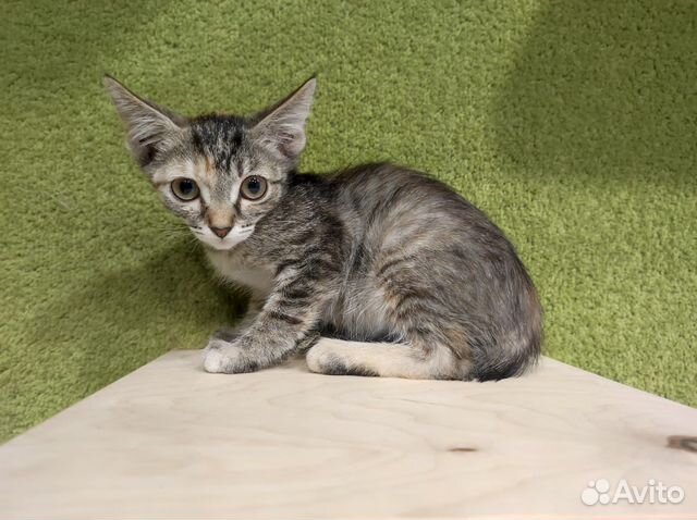 Котята в ответственные руки