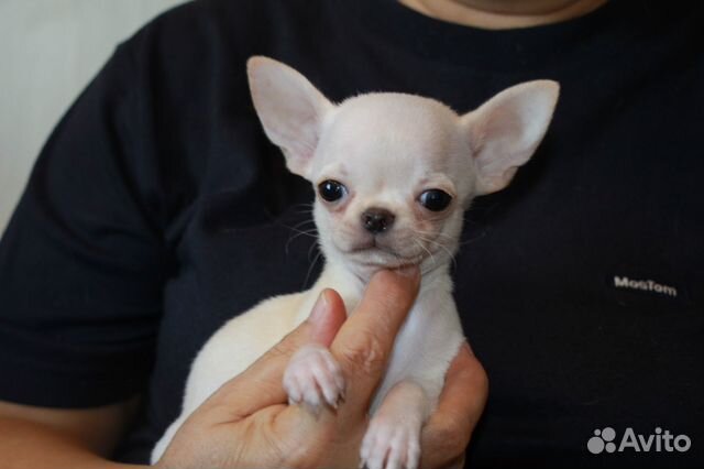 Шикарные породные щенки чихуахуа