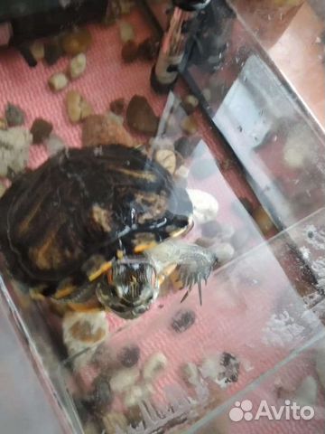 Красноухая черепаха с аквариумом