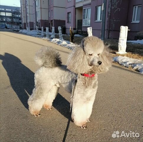 Малый пудель