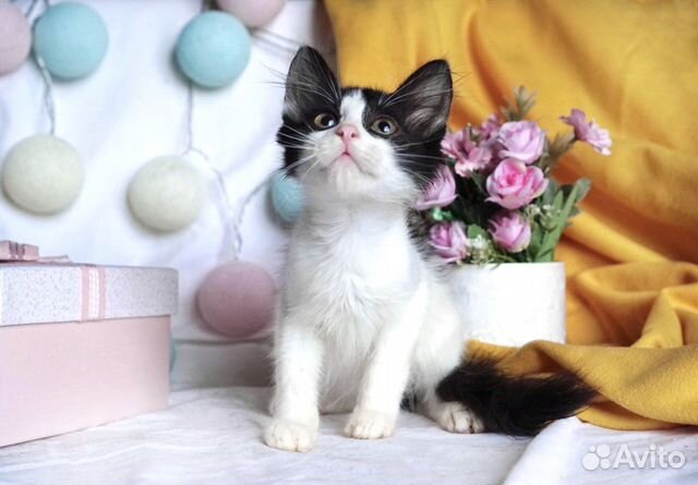 Шикарный котенок ищет семью