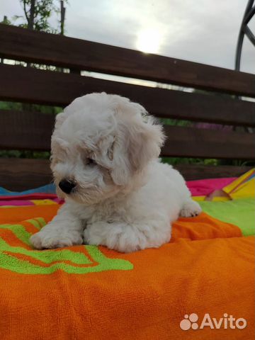 Щенки бишон фризе