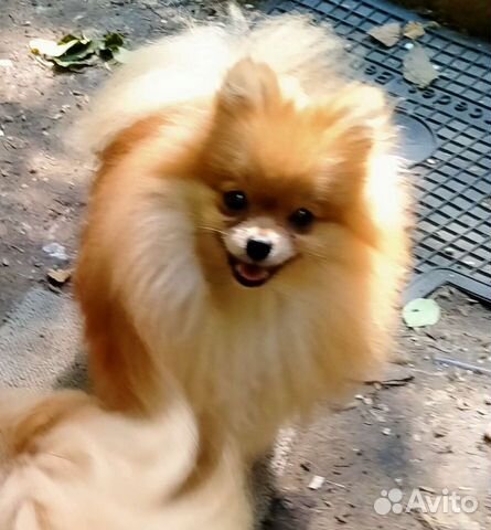 Померанский шпиц