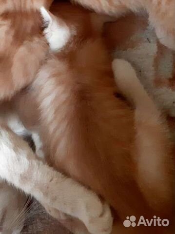 Кот,2 месяца самый белый из всех котят