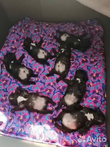 В продаже детки французского бульдога