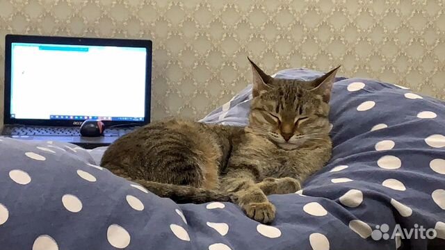 Домашние животные кошки