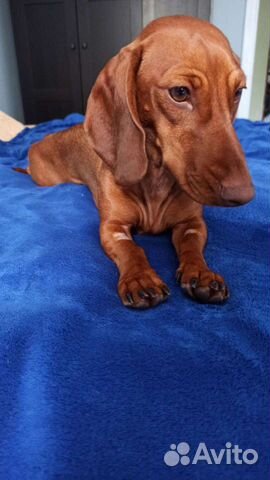 Такса ищет кавалера