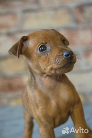 Цвергпинчер красавчики