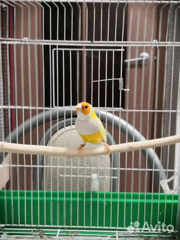 Амадина гульда