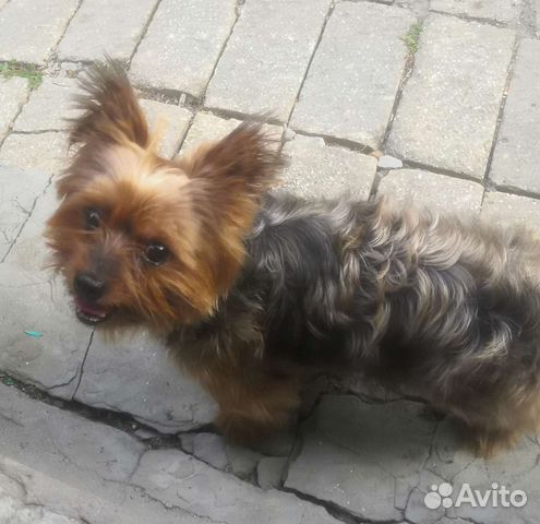 Найдена собака йоркширский терьер