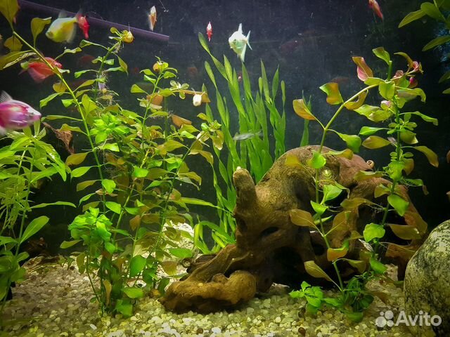Аквариумные растения
