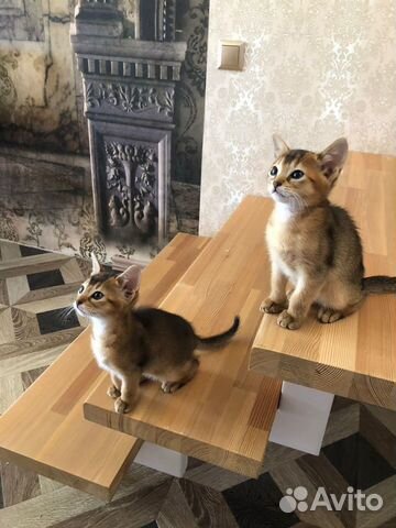 Абиссинские котята