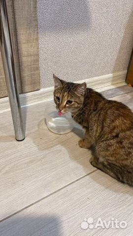 Котенку девочке нужен дом