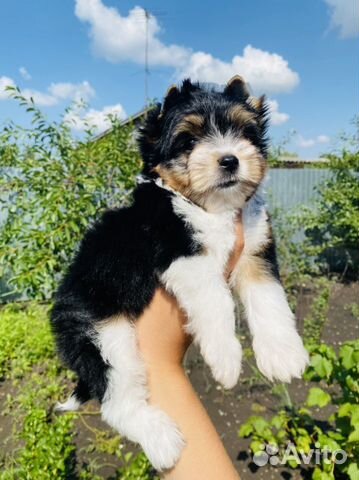 Цветной йорк, бивер, биро, шоколадный йорк